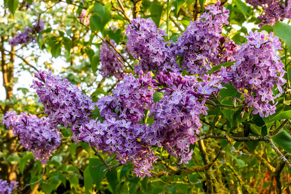 Plant Porn Lilac
