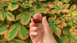 GROW A CONKER TREE