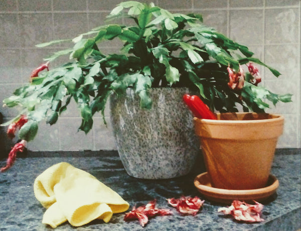 ...LIFE IN THE OLD DOG YET