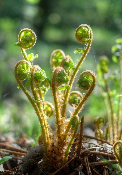 FURRY FERN BABES