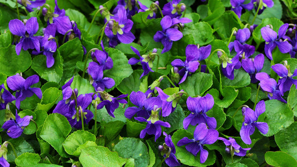 MOMENTS IN POT CULTURE: VIOLETS